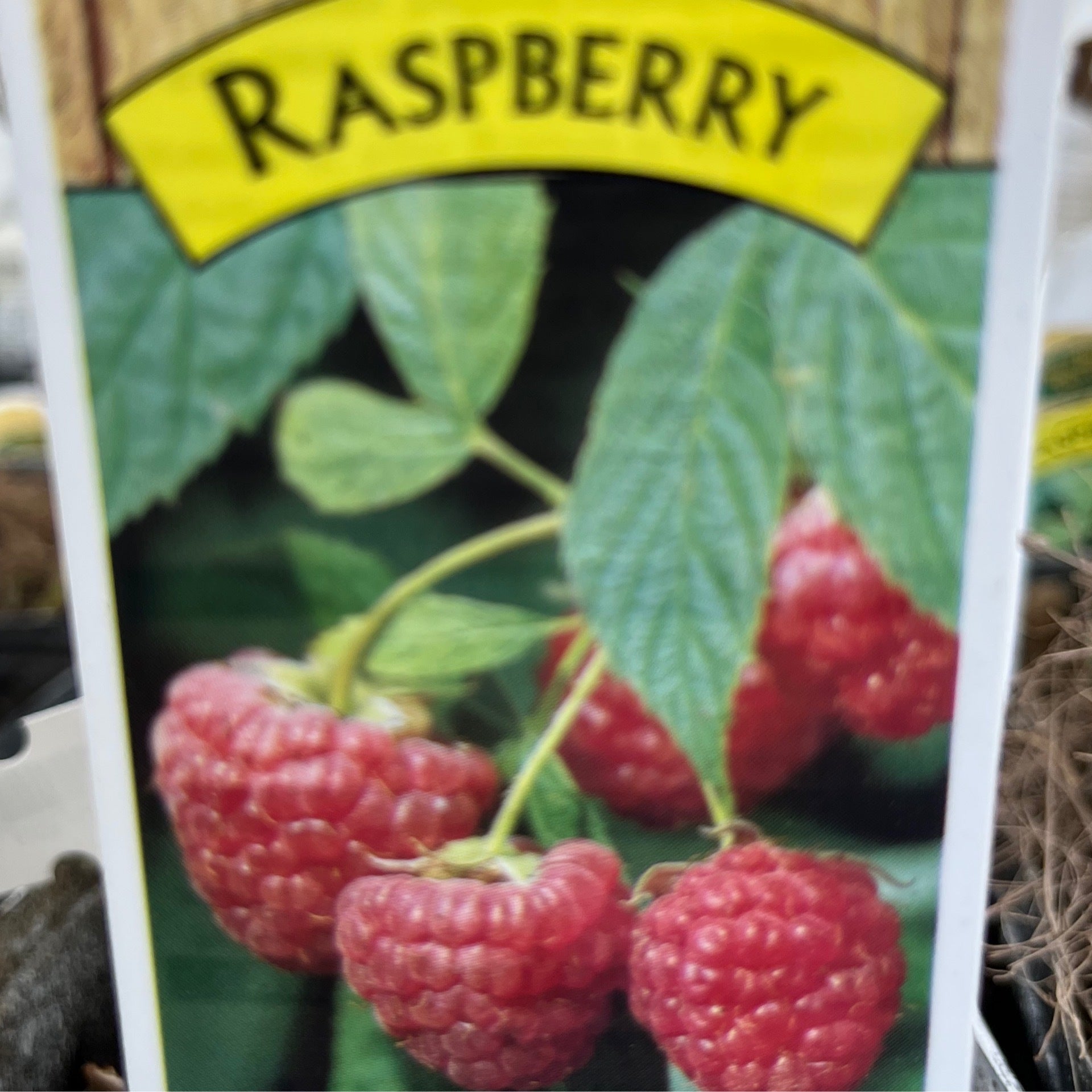 Raspberries | Shop Co.